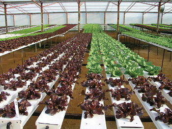 Commercial Hydroponic Farms For Sale | Mr Stacky