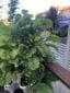 Vertical Gardens & Hydroponic Systems For Sale | Mr Stacky